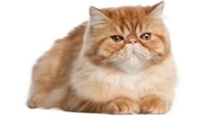 list-of-cat-breeds-price-in-india-2026-world-blaze